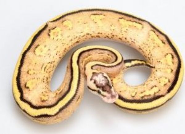 Python regius non vendu en ligne, retrait uniquement en magasin à Gap