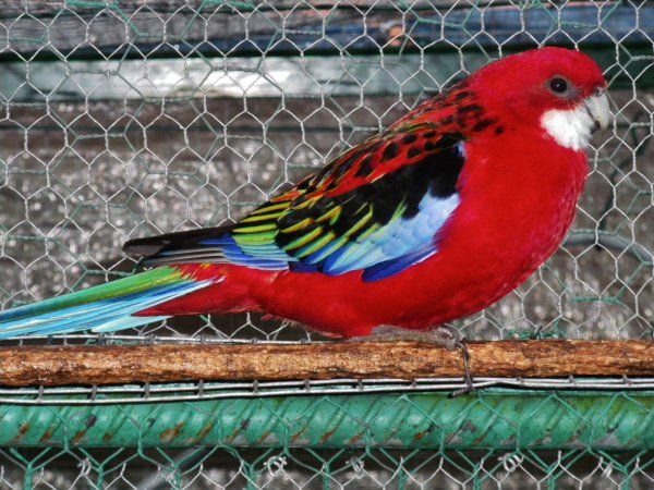 PERRUCHE OMNICOLORE ROUGE